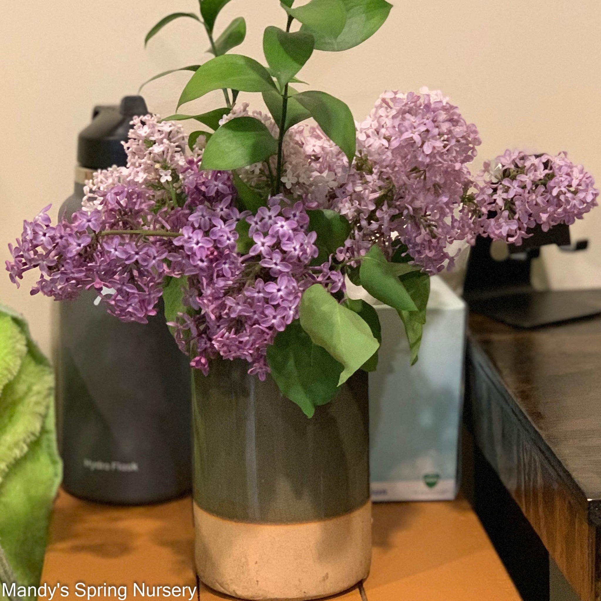 President Grevy Lilac | Syringa vulgaris – Mandy Spring Farm Nursery, Inc.