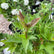 Bailey Compact American Cranberrybush | Viburnum trilobum – Mandy ...