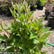 Bailey Compact American Cranberrybush | Viburnum trilobum – Mandy ...