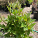 Bailey Compact American Cranberrybush | Viburnum trilobum – Mandy ...